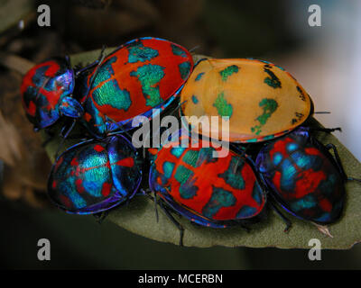 Tectocoris diophthalmus, the cotton harlequin bug, nymphs on Illawarra ...