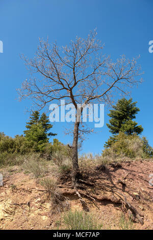 Trees without leaves on the Dead Sea shore. Minimalist landscape with ...