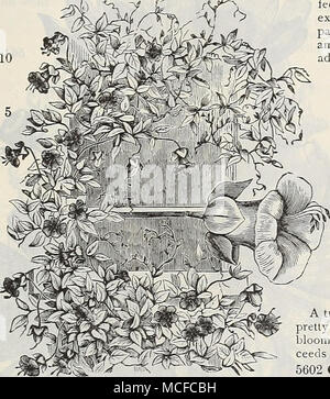 Cleome, decorative plant with large attractive flower spikes. Pink ...