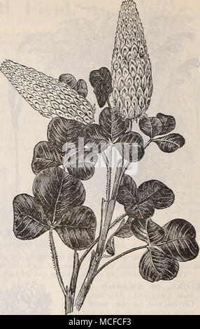 Crop Rotation: Sowing seed broadcast. In Norfolk 4-course system, wheat ...