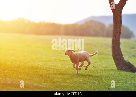 Happy little lamb running and jumping in sunrise warm light on ...