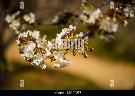 Cherry trees, blossom, springtime, jerte valley (Cáceres) Spain Stock ...