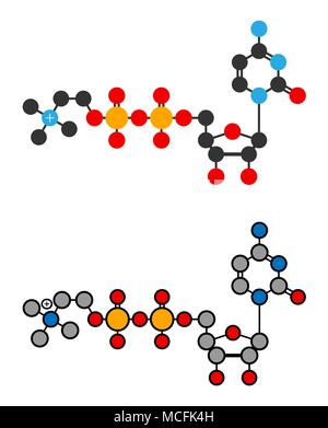 Citicoline, CDP-choline, cytidine diphosphate-choline molecule. It is ...