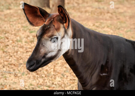 Okapi (head shot Stock Photo - Alamy