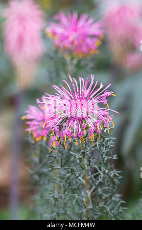 Isopogon formosus. Rose Cone Flower in a protected environment Stock ...