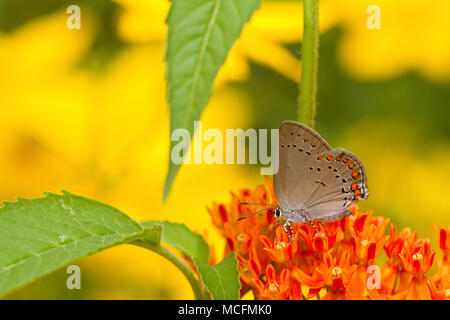 03152-00602 Coral Hairstreak butterfly (Satyrium titus) on Butterfly ...