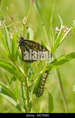 Monarch Caterpillar on Swamp Milkweed Stock Photo - Alamy
