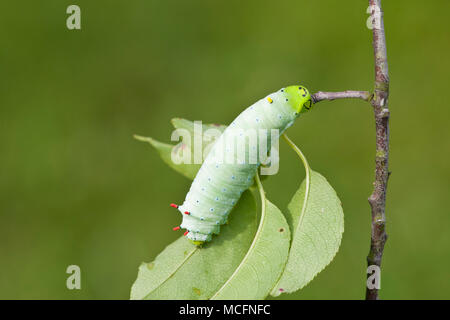 Promethea Moth (Callosamia promethea) caterpillar on host plant, Wild ...