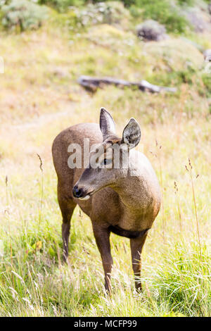 Andean deer (Hippocamelus bisulcus) in Patagonia, Chile, South America ...