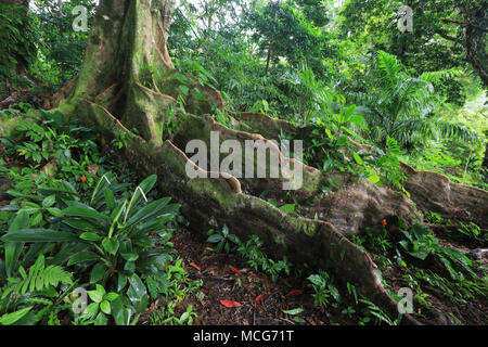 Blue Marble Tree in the rainforest, Queensland, Australia Stock Photo ...