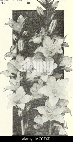 Campanula pyramidalis, the chimney bellflower, is a species of ...