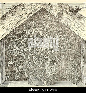 dianthus,sweet william,carmine pink,pinks,pink,flowers,flower,flowering ...