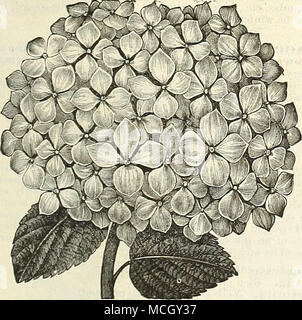 . Hydrangea Rosea. HYDRANGEAS. Hortensis. An old favorite, producing ...