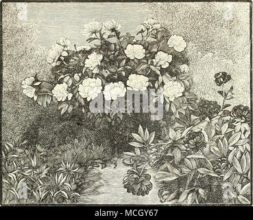 Rich beautiful crimson peony flower the colour changes with age and ...