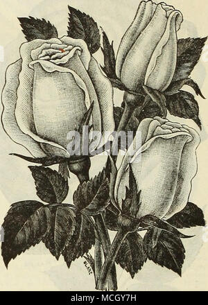Beautiful tea rose variety with creamy-white petals that are pink-edged ...