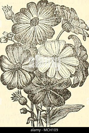 Cleome, decorative plant with large attractive flower spikes. Pink ...