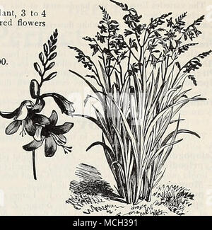 Whorl flower (Morina longifolia) from the Himalayas and grown in ...