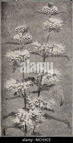 Bright yellow thistle like flowers of Centaurea macrocephala in UK ...