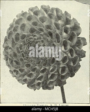 Dark red pompon dahlia growing in a UK garden Stock Photo - Alamy