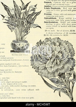 . Caladium Esculentum (Elephant's Ear Stock Photo - Alamy