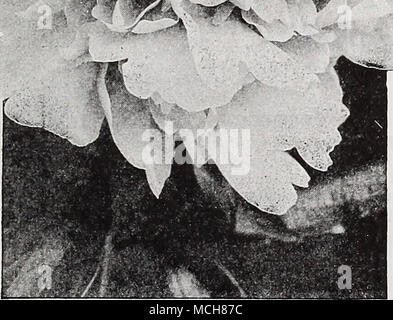 White Peony "Baroness Schroeder Stock Photo - Alamy
