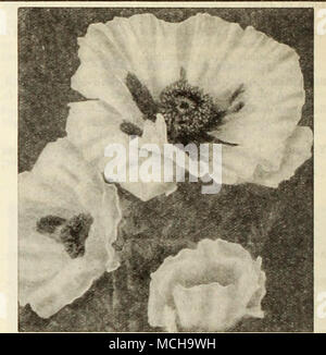Oriental poppy (Papaver orientale 'Olympia'). Photographed in the Royal ...