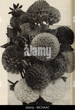 Pink ball type dahlias with white dahlias in the background Stock Photo ...