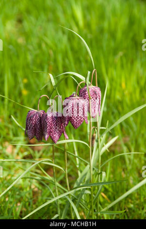 Fritillaria meleagris, known as Snake's fritillary, Snake's head, Chess ...