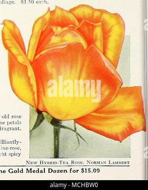 . New Hybrid-Tea Rose, Norman Lamberi Stock Photo - Alamy