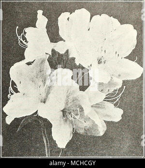 HYPERICUM PATULUM HENRYI (SHRUBBY ST. JOHN'S WORT Stock Photo - Alamy