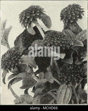 . Sanvitalia Procumbens The New Red Spire Ricinus is a most effective ...