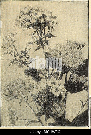 Eryngium ornamental Globe Thistle in Flower Border Stock Photo - Alamy
