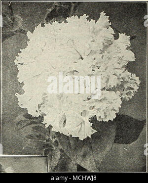 small decorative cacti with long colorful spikes on a dynamic colorful ...