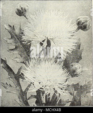. Centaurea Imperialis (Royal Sweet Sultan) Cultural Notes on growing ...
