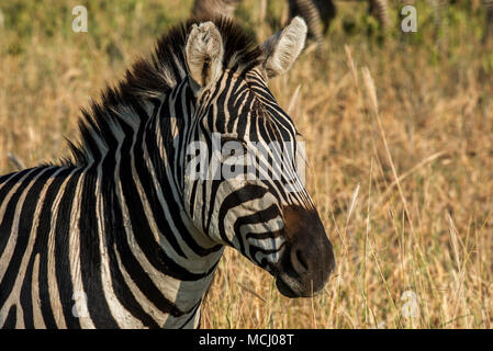 Zebra Head Side View Tanzania East Africa Stock Photo - Alamy