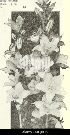 Campanula pyramidalis, the chimney bellflower, is a species of ...