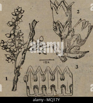 Cuscuta japonica Cuscuta japonica Stock Photo - Alamy