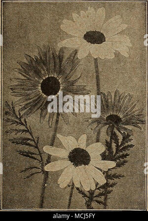 . Pyrethrum Uliginosum. (The Giant White Daisy.) No. 4036. This ...