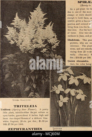 . TRITELEIA. Uniflora (Spring Star Flower). A pretty little plant ...