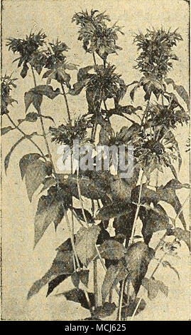 Papaver orientale 'Perry's White', oriental poppy, white flower, purple ...
