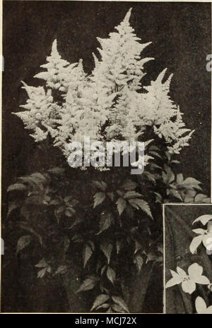Really pretty white flowering lilies of the valley on stems in dark ...