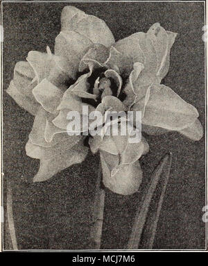 Narcissus Telamonius plenus 'Van Sion' Stock Photo - Alamy
