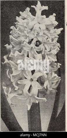 Single spike of Lavender in close-up. Natural environmental flower ...