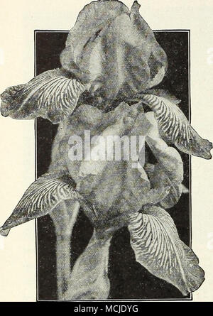 . Iris Germanica IRIS GERMANICA Choice Garden Varieties Archeveque ...