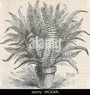 Cyrtomium falcatum is a species of fern, commonly known as house holly ...