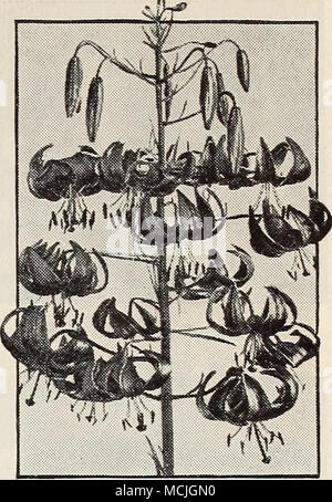 Lilium x testaceum Stock Photo - Alamy