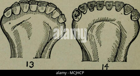 . Figure 1.—Teeth of calf at birth, showing the first two incisors ...