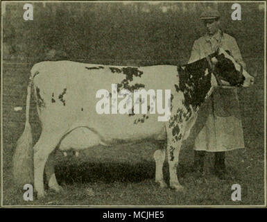 Galloway Black Angus X beef cattle in pasture Stock Photo - Alamy