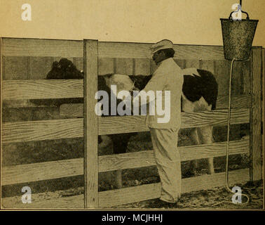 . Fig. 5. Attendant administering Hypodermic injection to cow in chute ...