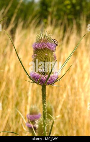 Summer bloom of Teasel, Teazel (Dipsacus fullonum). The members of this ...